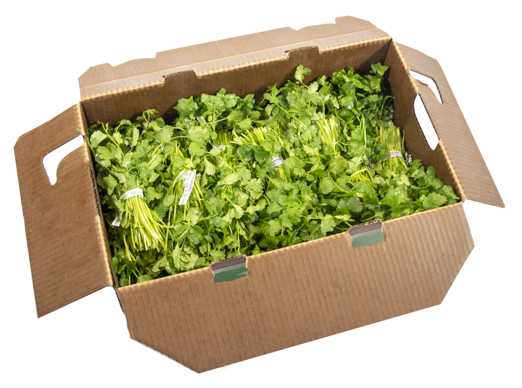 Cilantro - Green Light Fresh Produce