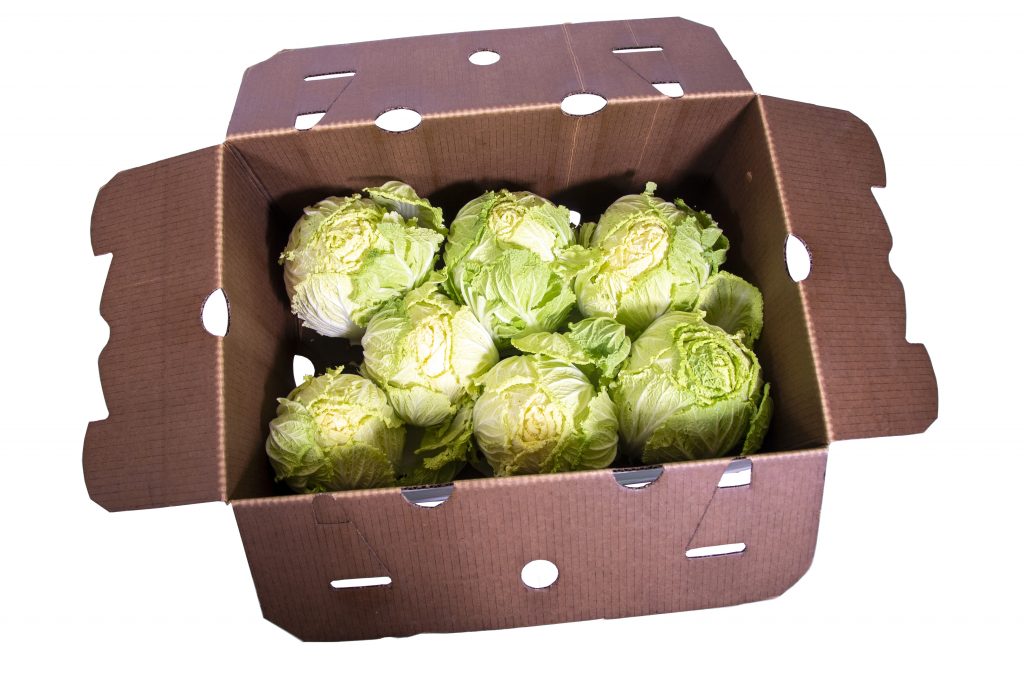 Napa Cabbage - Green Light Fresh Produce