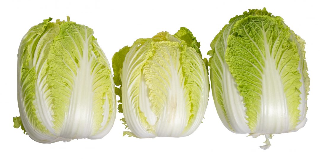 Napa Cabbage - Green Light Fresh Produce