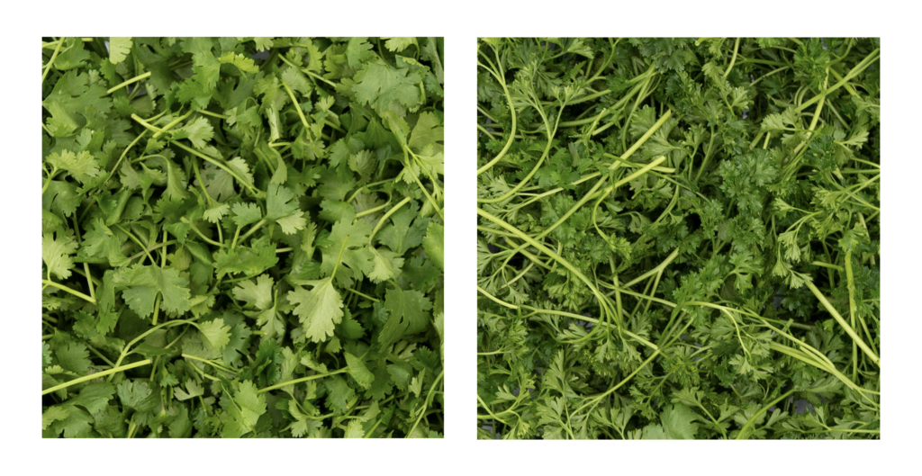 Washed Cilantro & Parsley - Green Light Fresh Produce